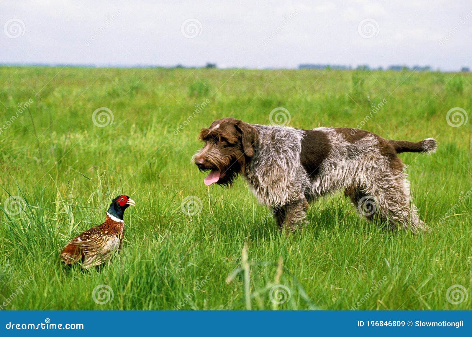 Korthal Dog or Wire-Haired Griffon Dog Hunting Common Pheasant Stock ...