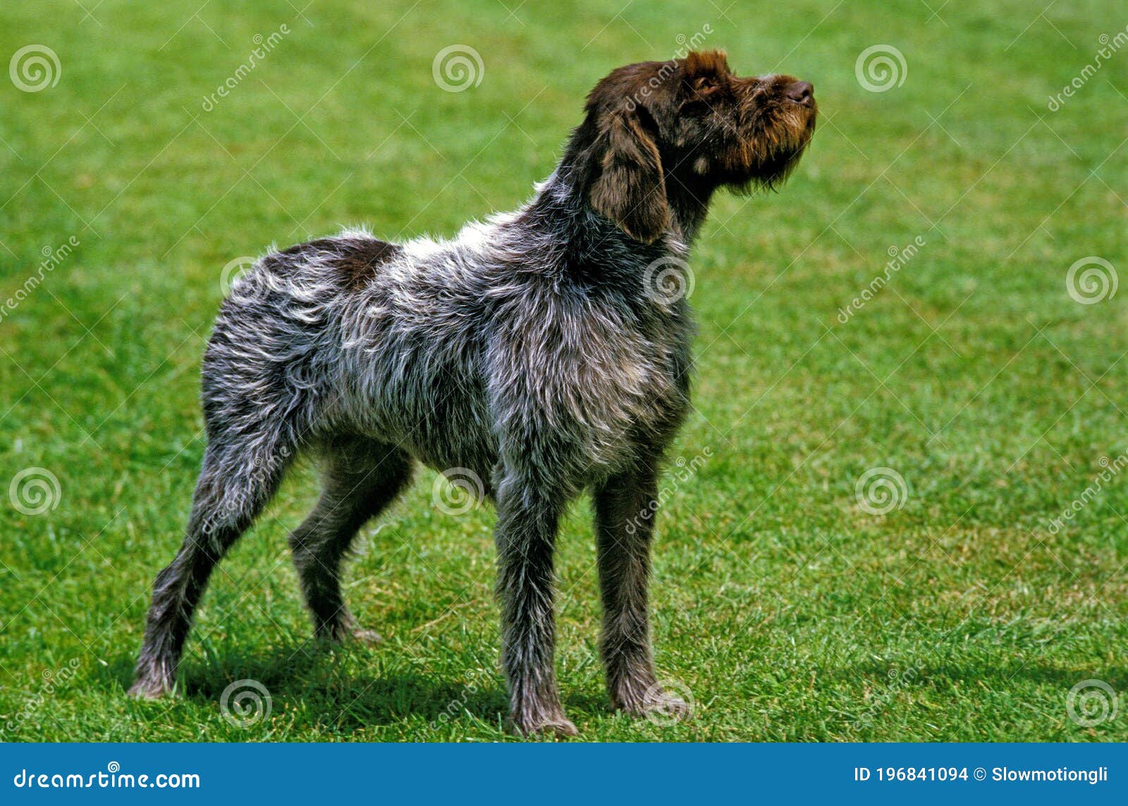 KORTHAL DOG OR WIRE-HAIRED GRIFFON, ADULT WITH TONGUE OUT Royalty-Free ...