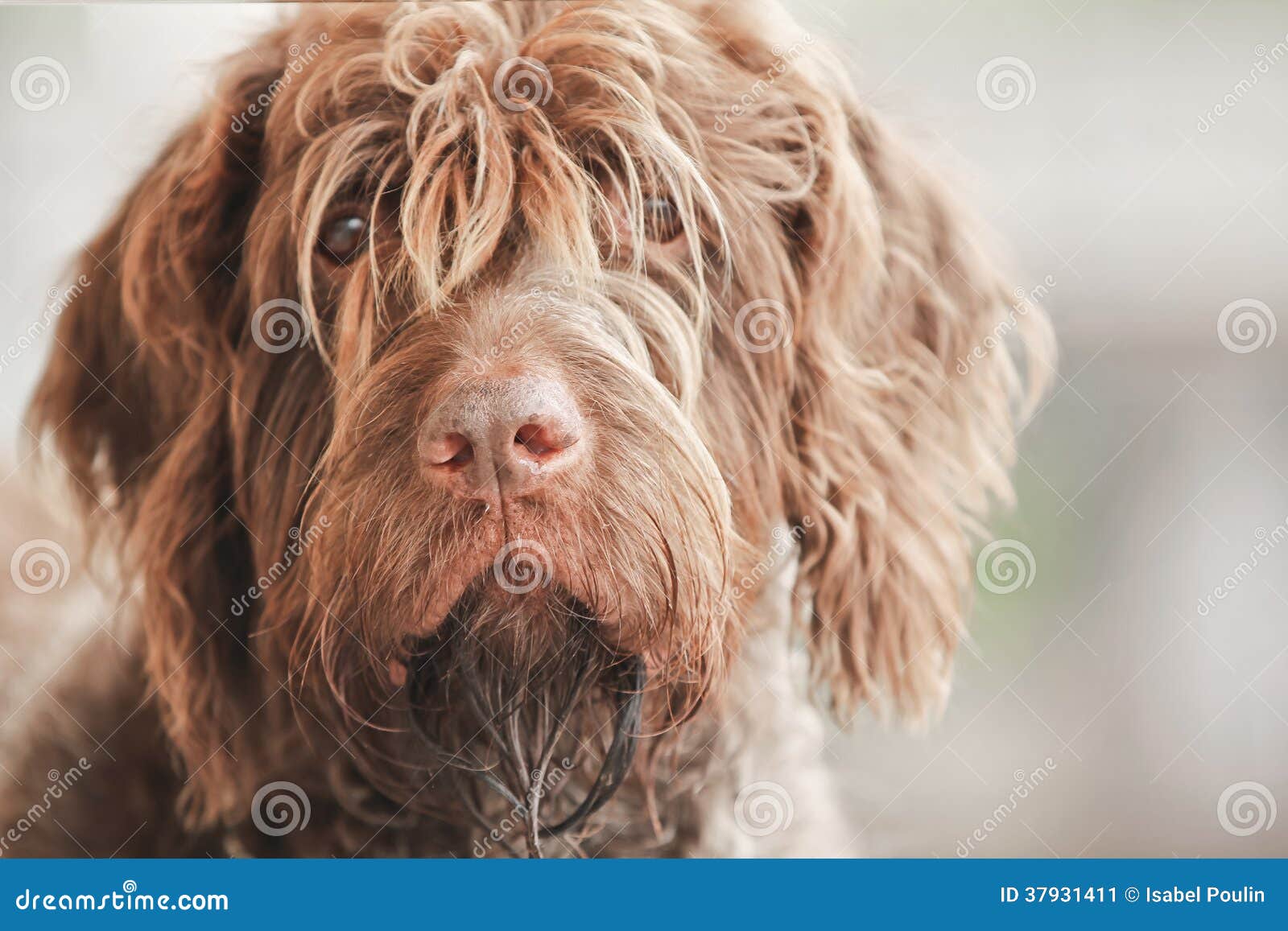 Korthals griffon stock image. Image of pedigreed, domestic - 37931411