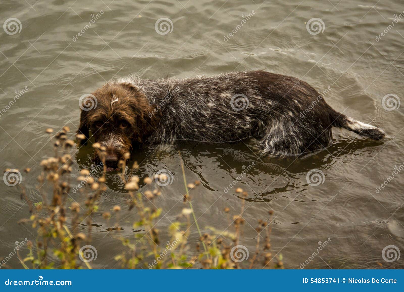 Korthals Griffon Swimming in a Lake Stock Image - Image of cute ...