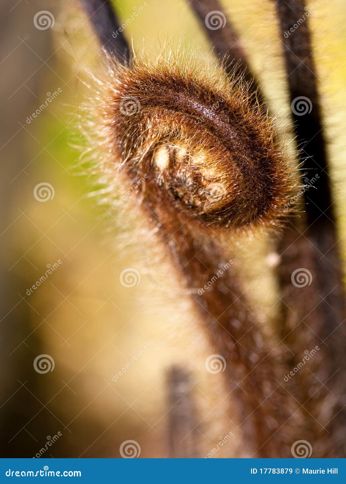Koru a stock image. Image of native, symbolic, silver - 17783879
