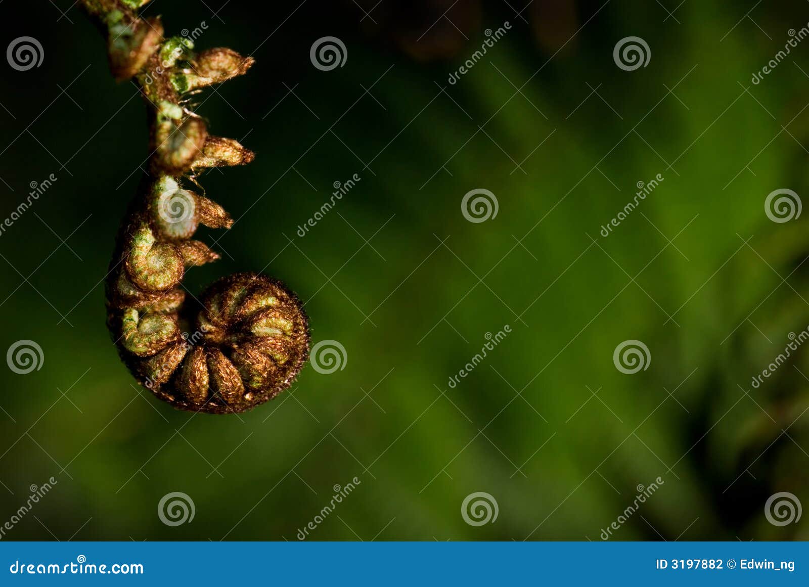 Koru #2 stock photo. Image of spiral, gardening, extend - 3197882