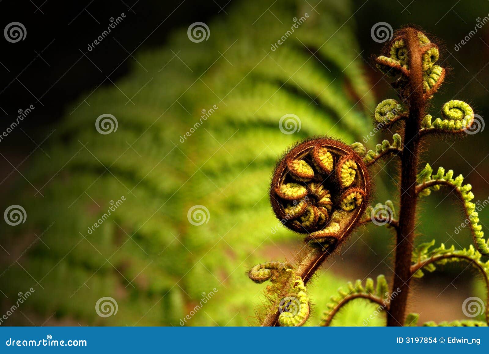 Koru stock photo. Image of emergence, black, leaves, eternity - 3197854
