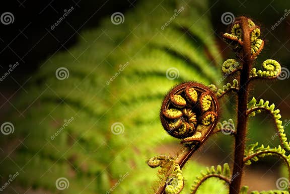 Koru stock photo. Image of emergence, black, leaves, eternity - 3197854