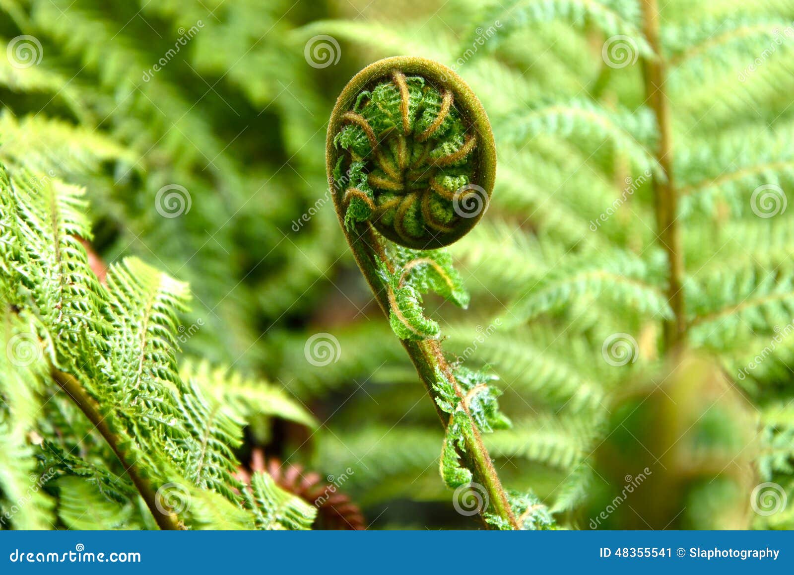 Koru immagine stock. Immagine di germoglio, verde, preso - 48355541