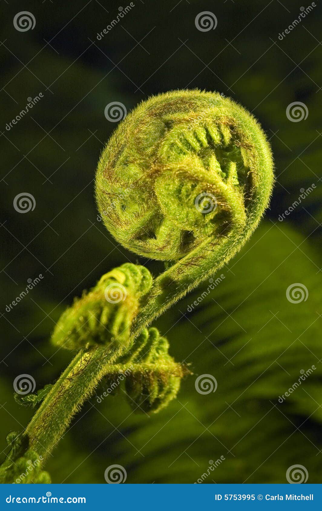 Koru stock image. Image of still, pretty, zealand, greenery - 5753995