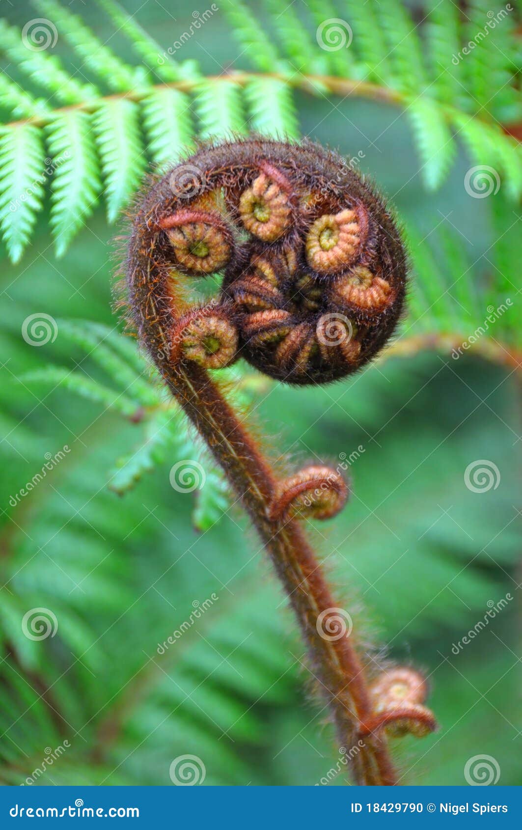 Koru Baum-Farn-Symbol Von Neuseeland Stockfoto - Bild von frieden ...