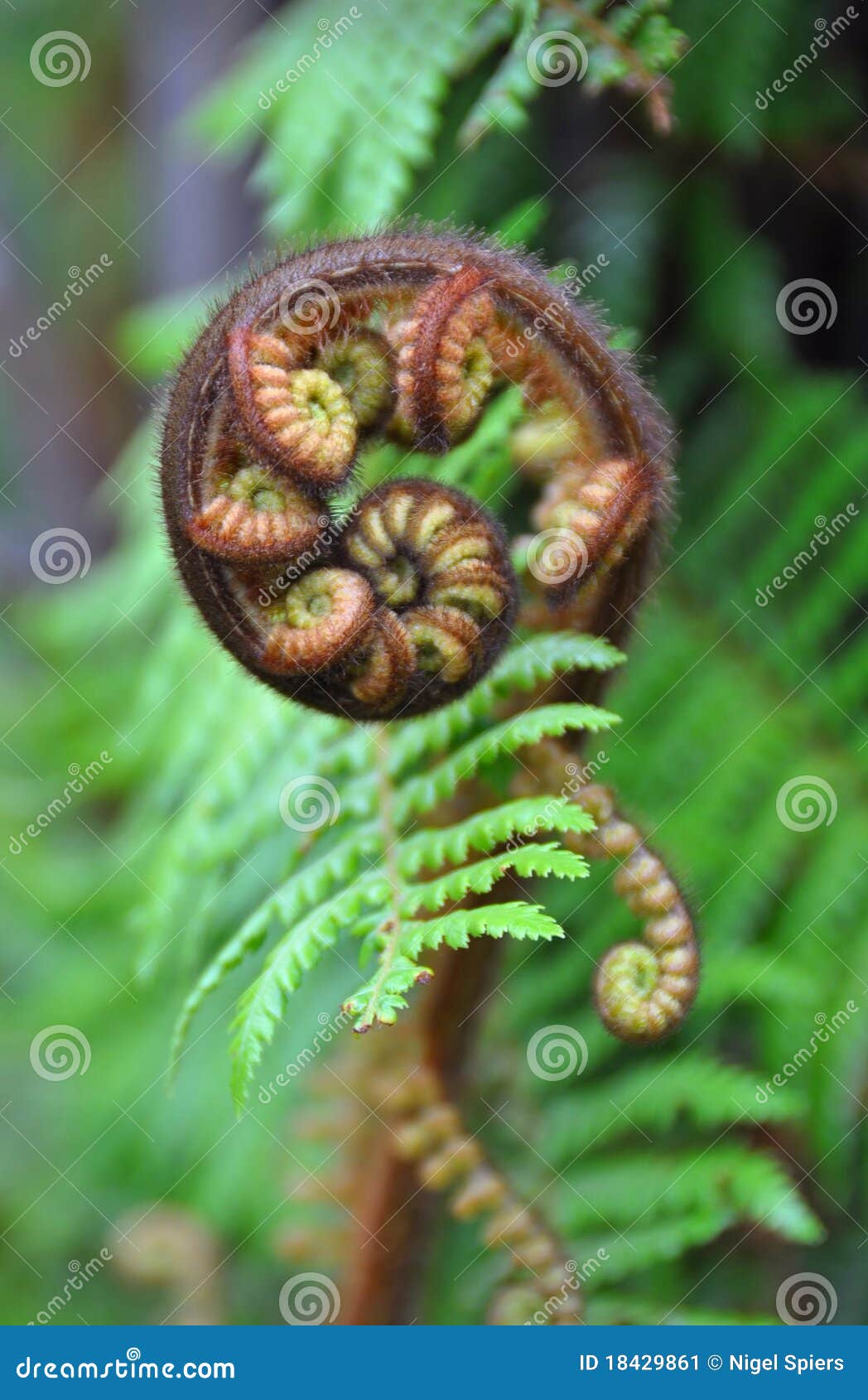 Koru Baum-Farn-Symbol Von Neuseeland Stockbild - Bild von tourismus ...