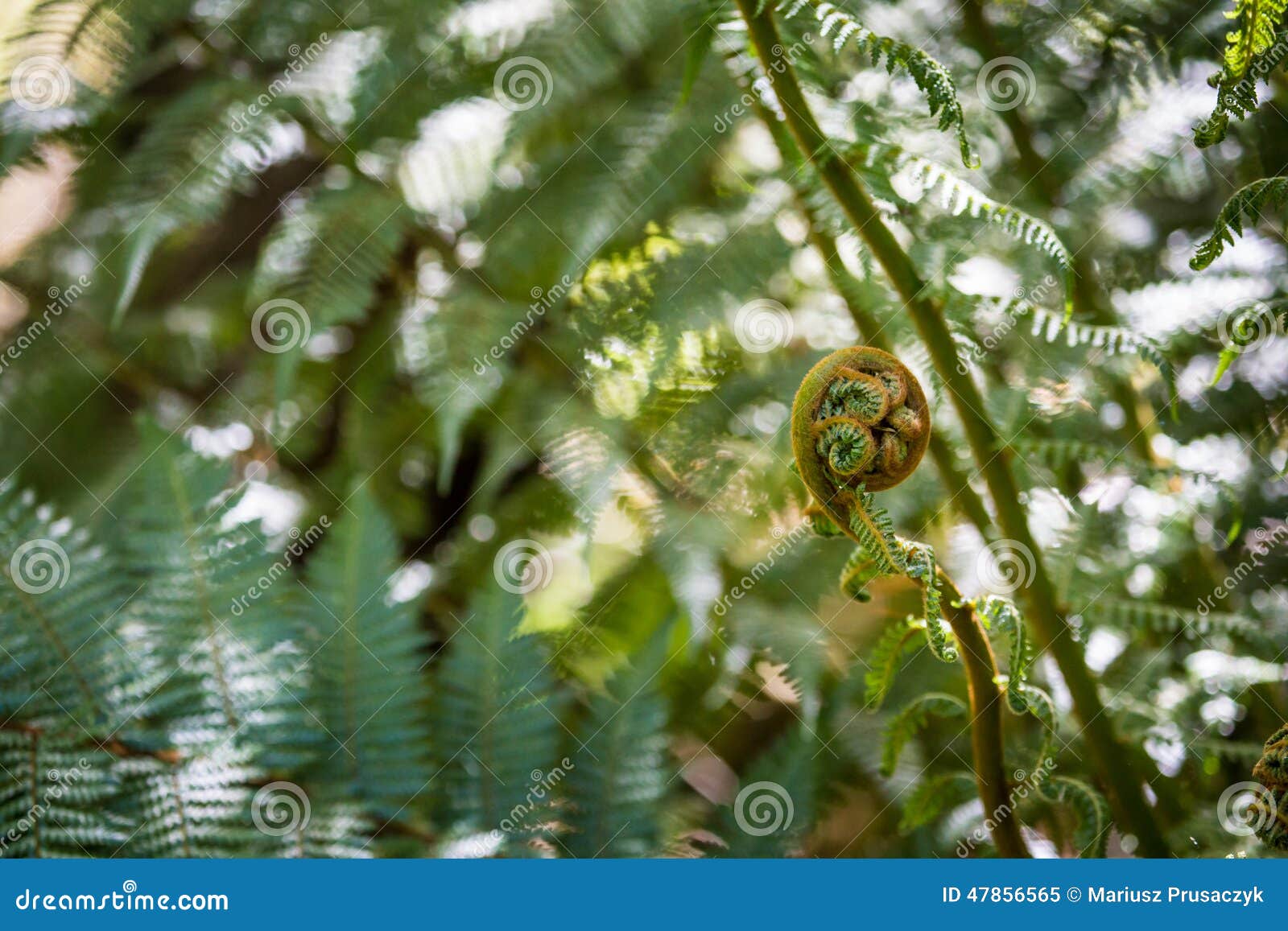 Koru Iconico Della Felce Della Nuova Zelanda Immagine Stock - Immagine ...