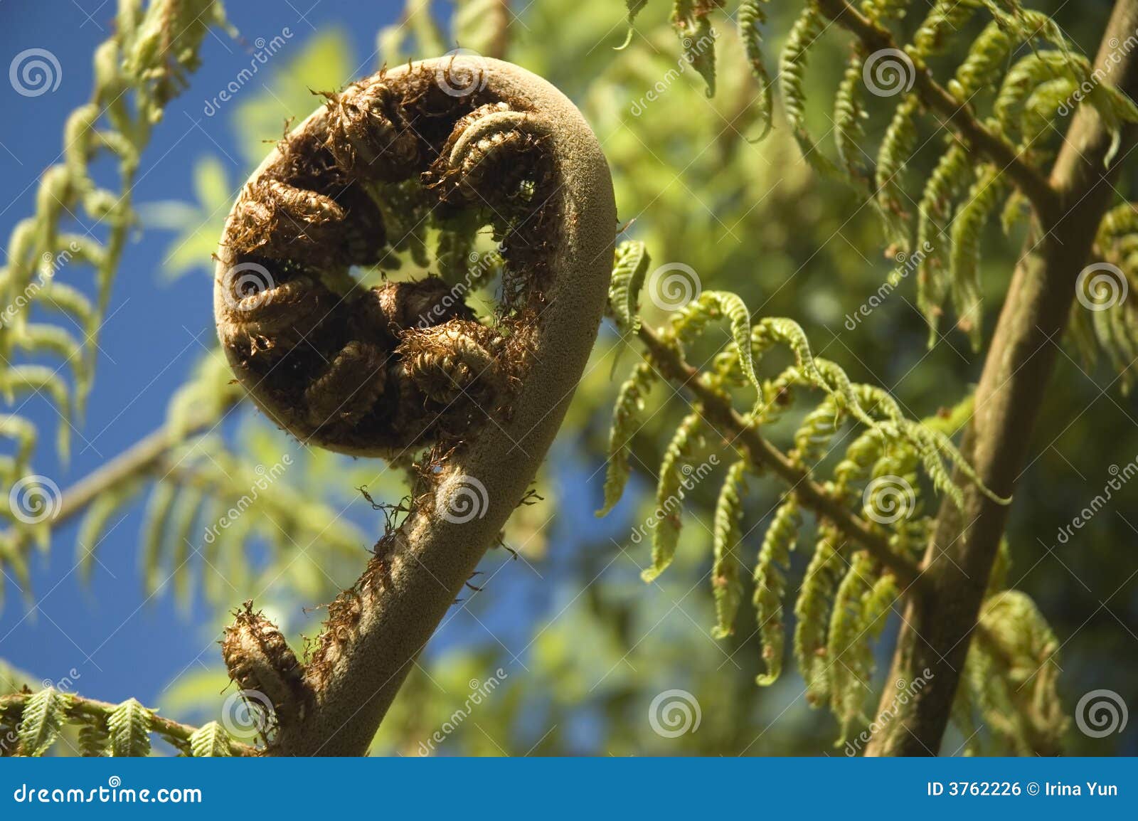Koru - new leaf and life stock photo. Image of native - 3762226