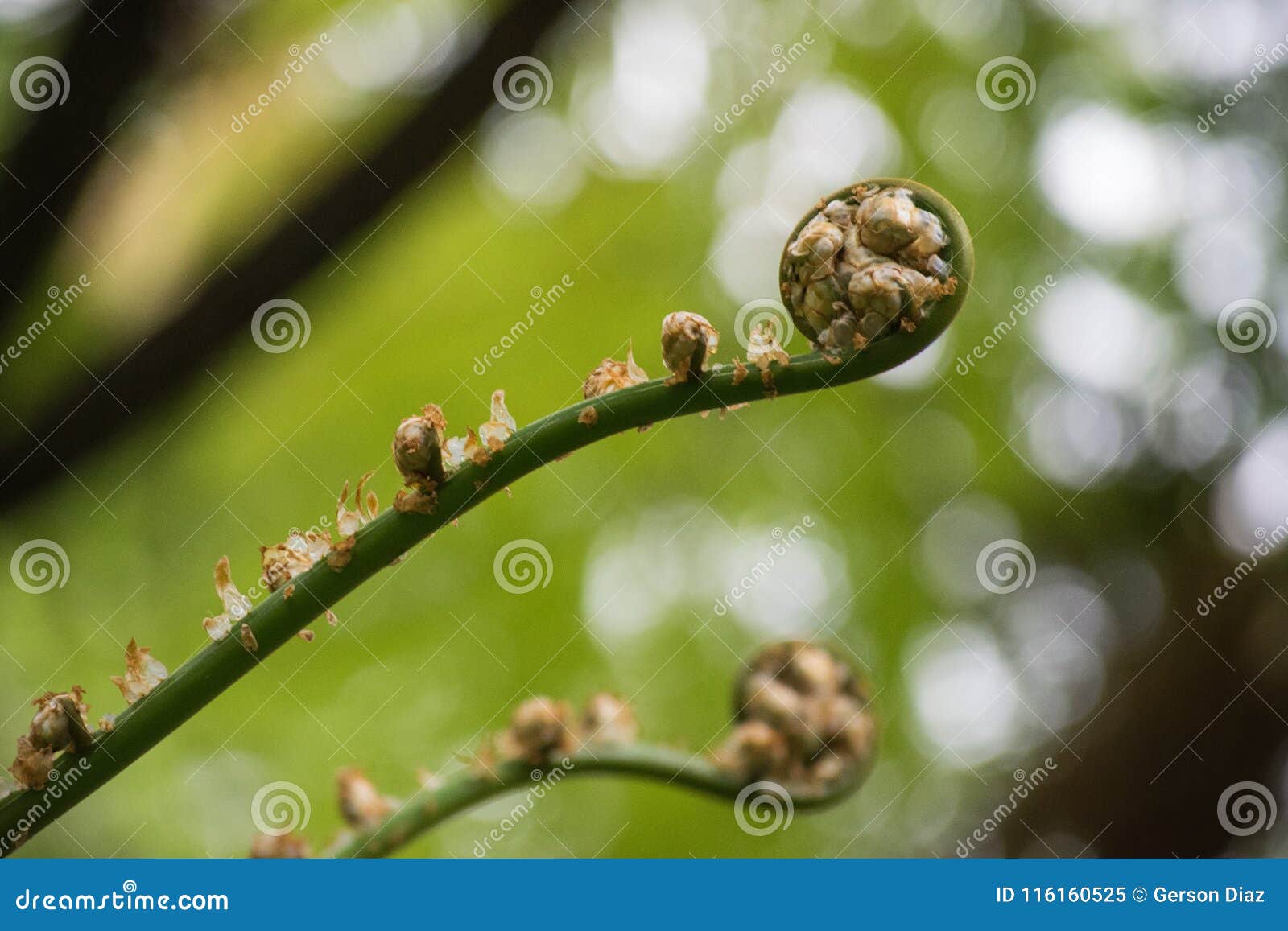 Koru stock image. Image of plant, silver, native, koru - 116160525