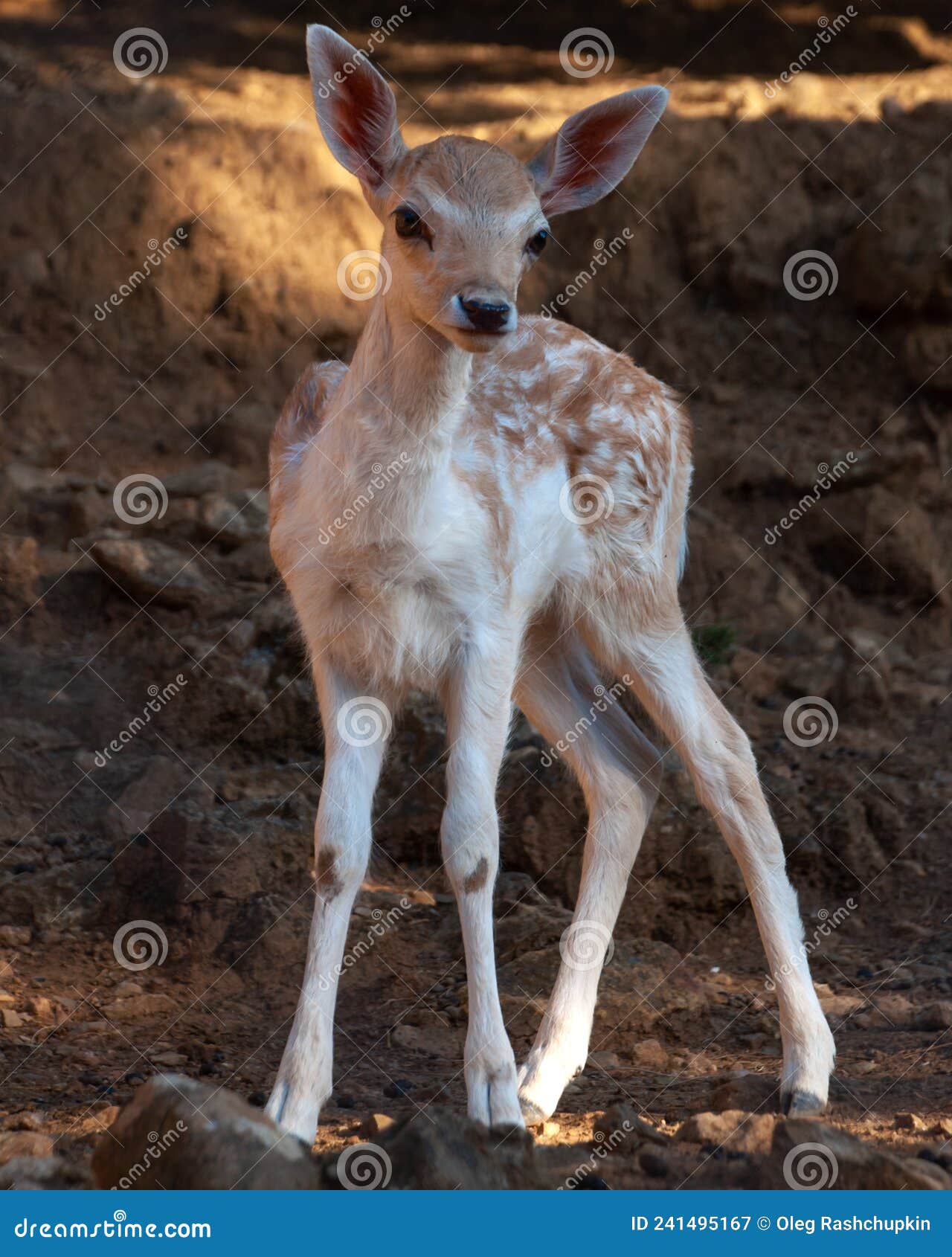Fawn (Baby deer) stock image. Image of mastihari, enjoy - 241495167