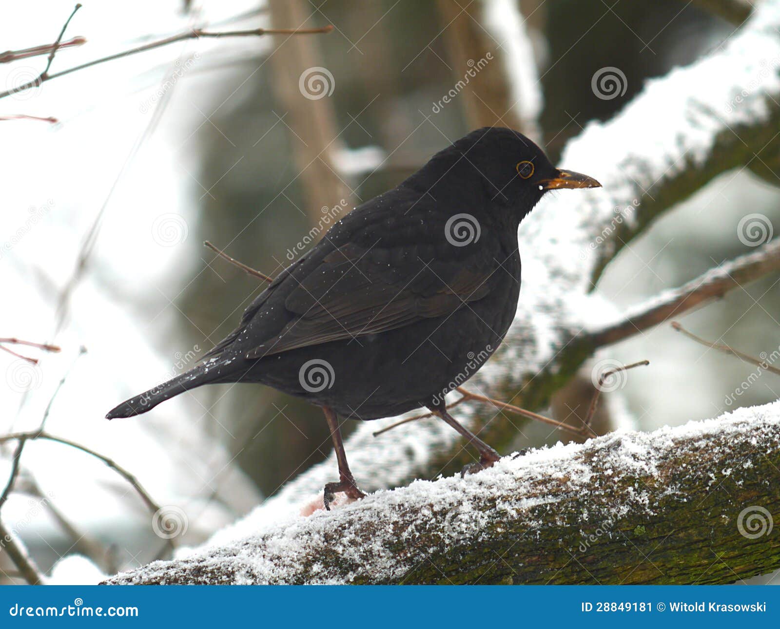 Kos obraz stock. Obraz złożonej z tło, samiec, naturalny - 28849181