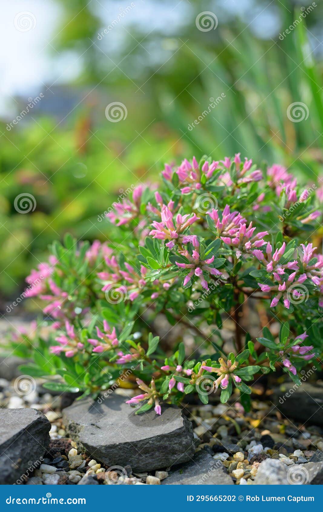 Kosanin Daphne Kosaninii, Budding Pink Flowers Stock Photo - Image of ...