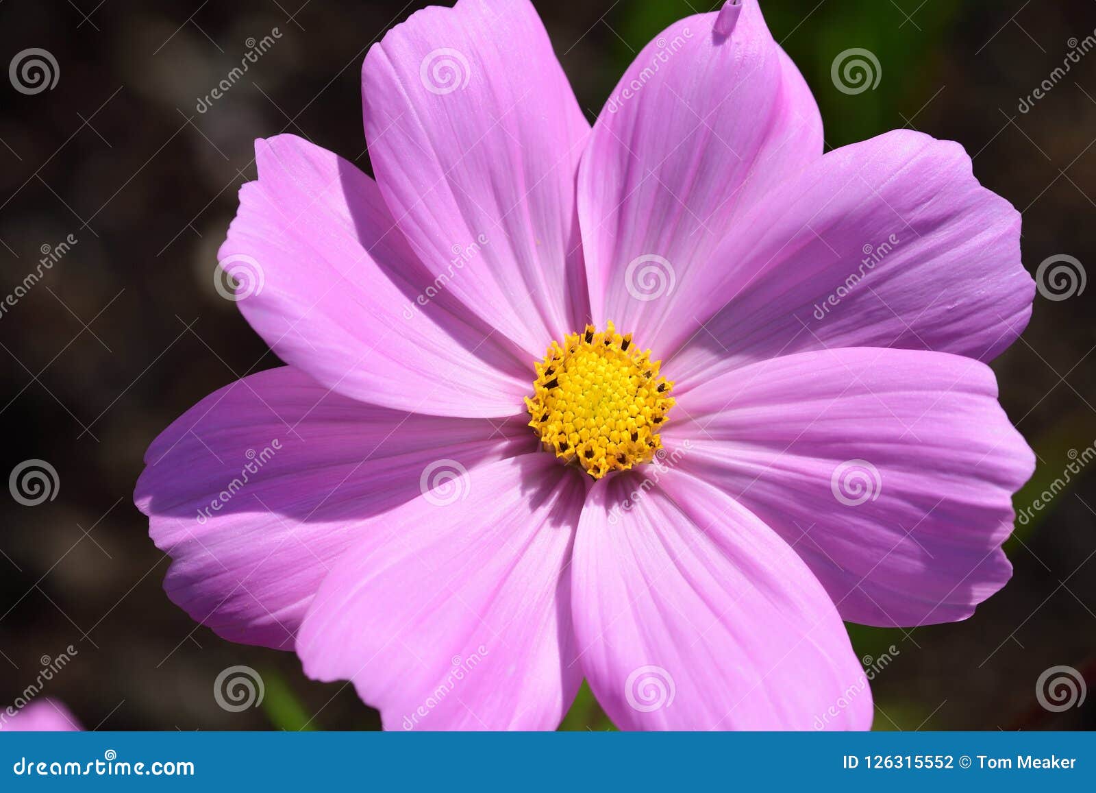 Kosmosbloem stock foto. Image of schoonheid, nave, botanisch - 126315552