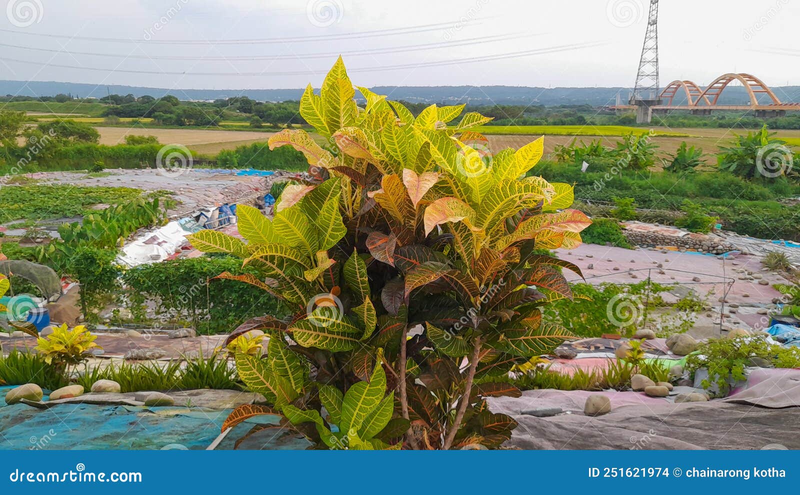 Koson Tree and Natural View Stock Photo - Image of produce, plantation ...