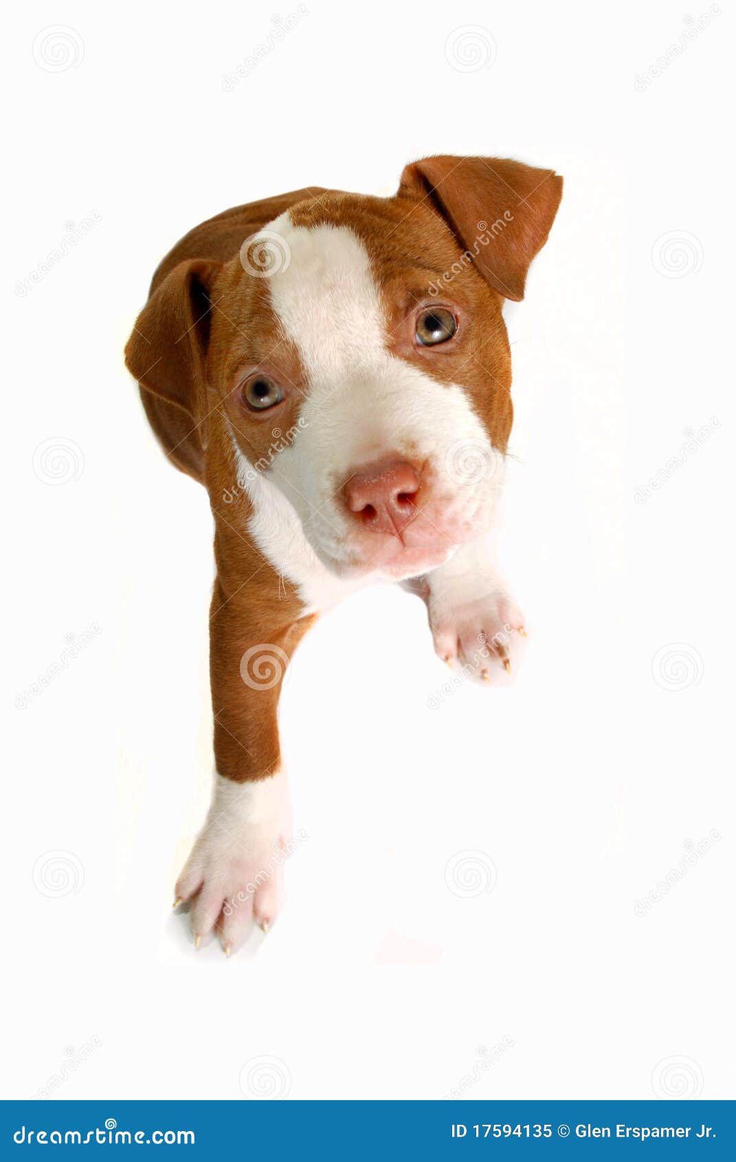 Kostbaar de Hond stock afbeelding. Image of kuil, leuk - 17594135