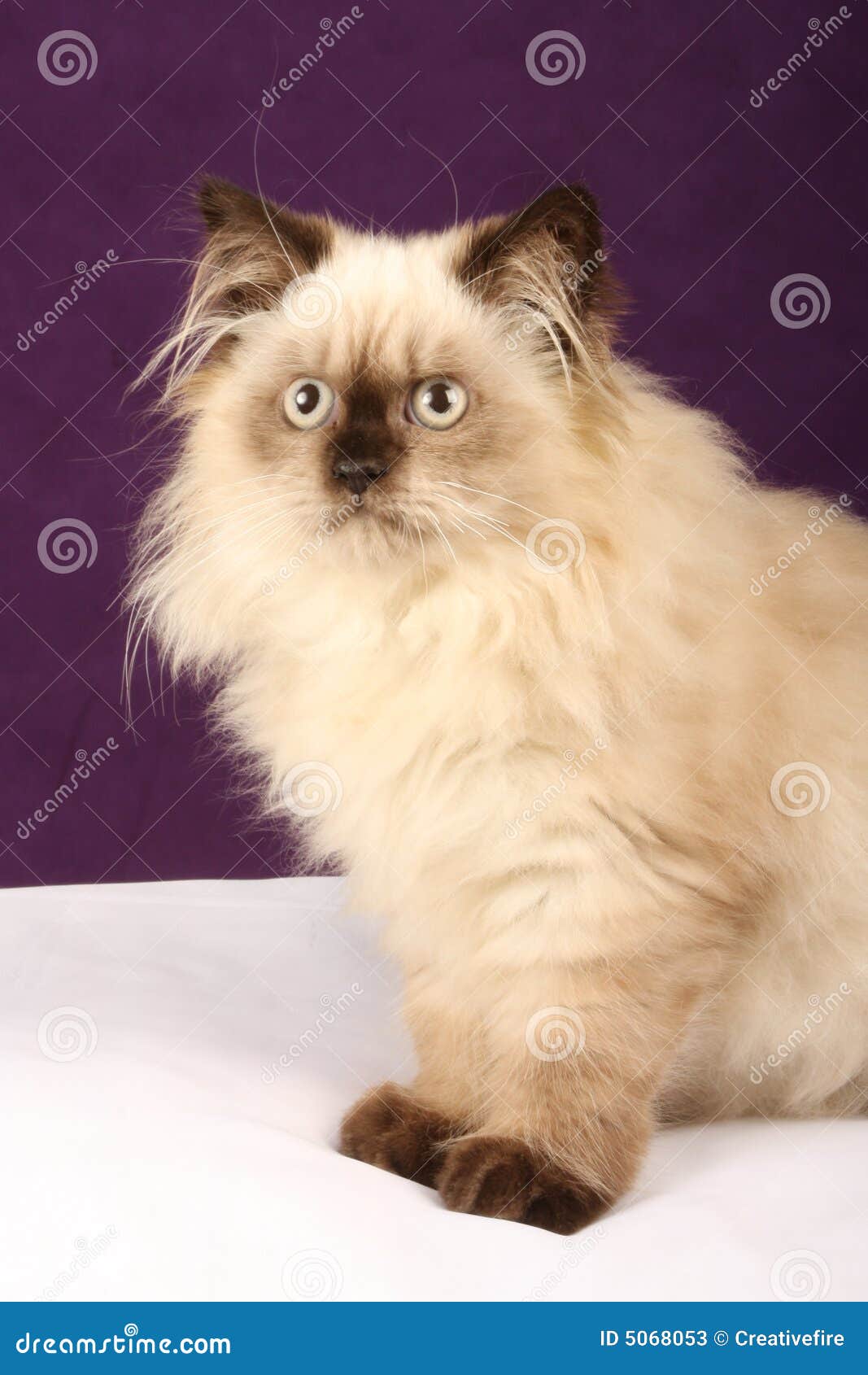 Kot himalajski pers obraz stock. Obraz złożonej z uroczy - 5068053