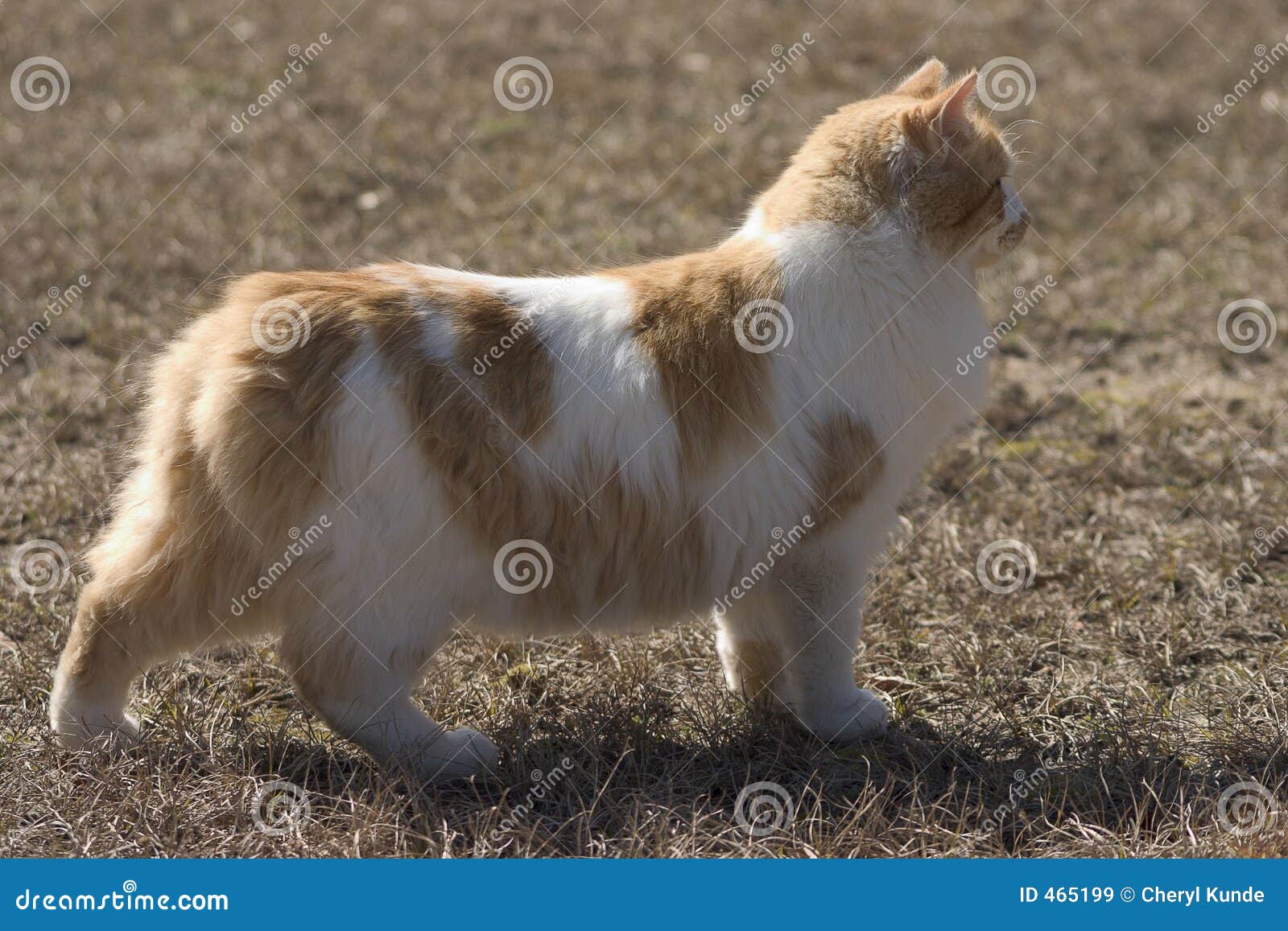 Kot manx rasy obraz stock. Obraz złożonej z postawa, ampuła - 465199