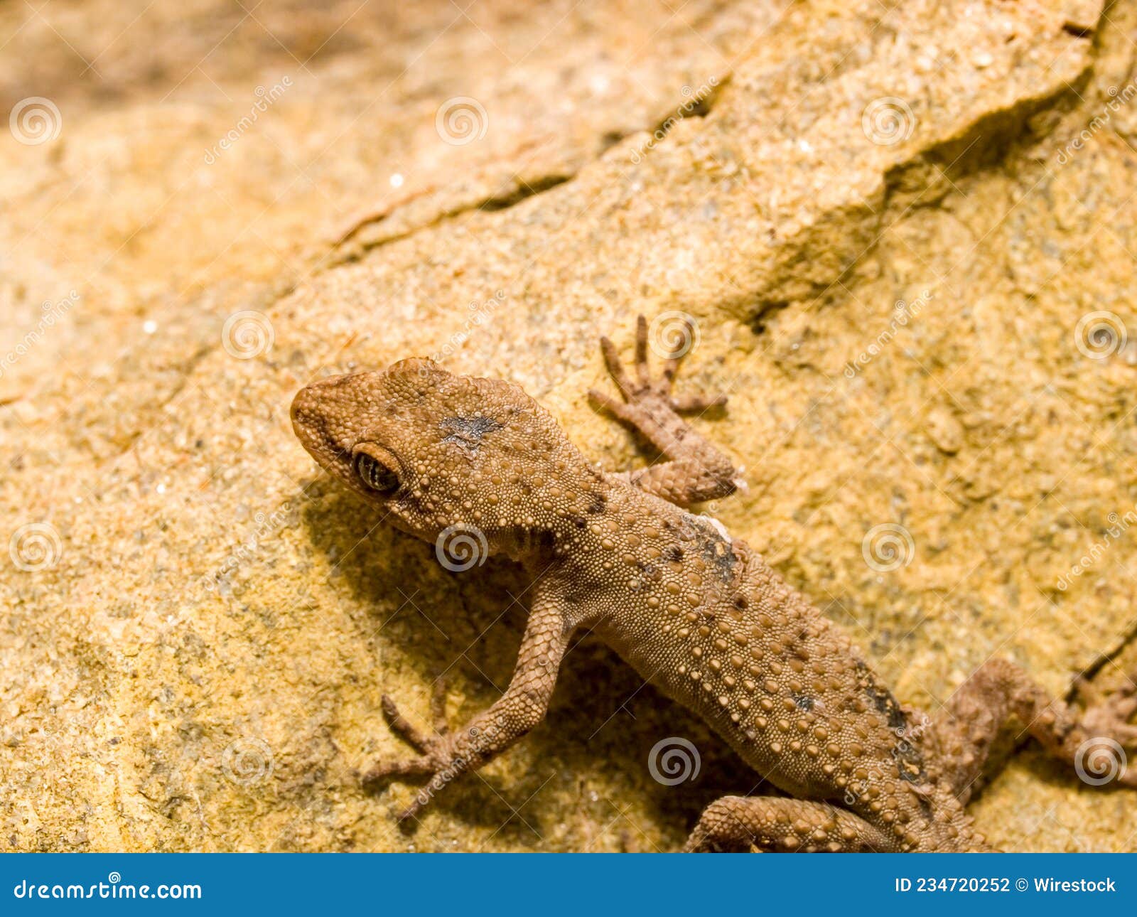 Kotschy S Gecko Crawling on the Rock, Greece Stock Photo - Image of ...