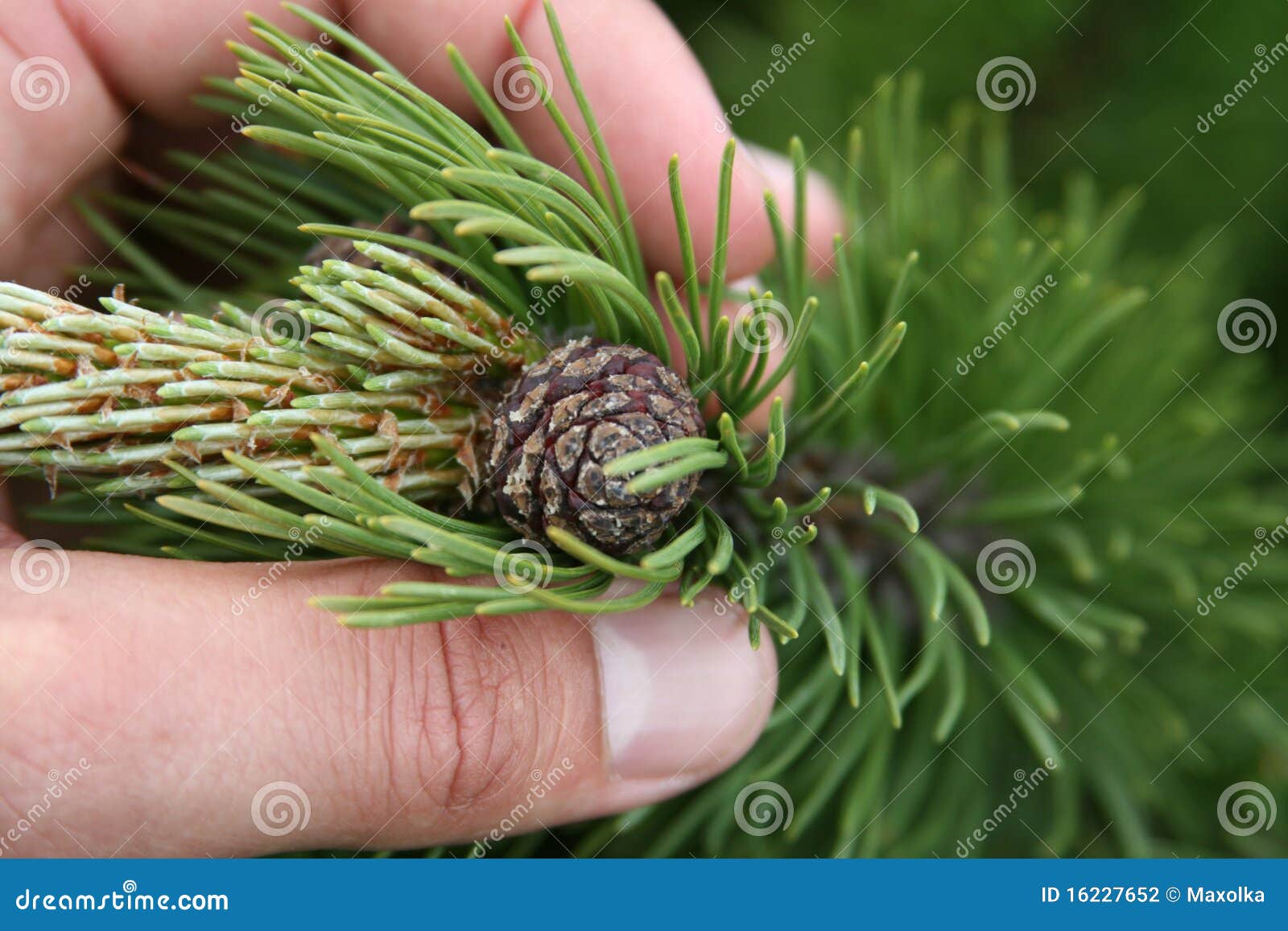 Kotte arkivfoto. Bild av kotte, skog, grön, hand, sörja - 16227652