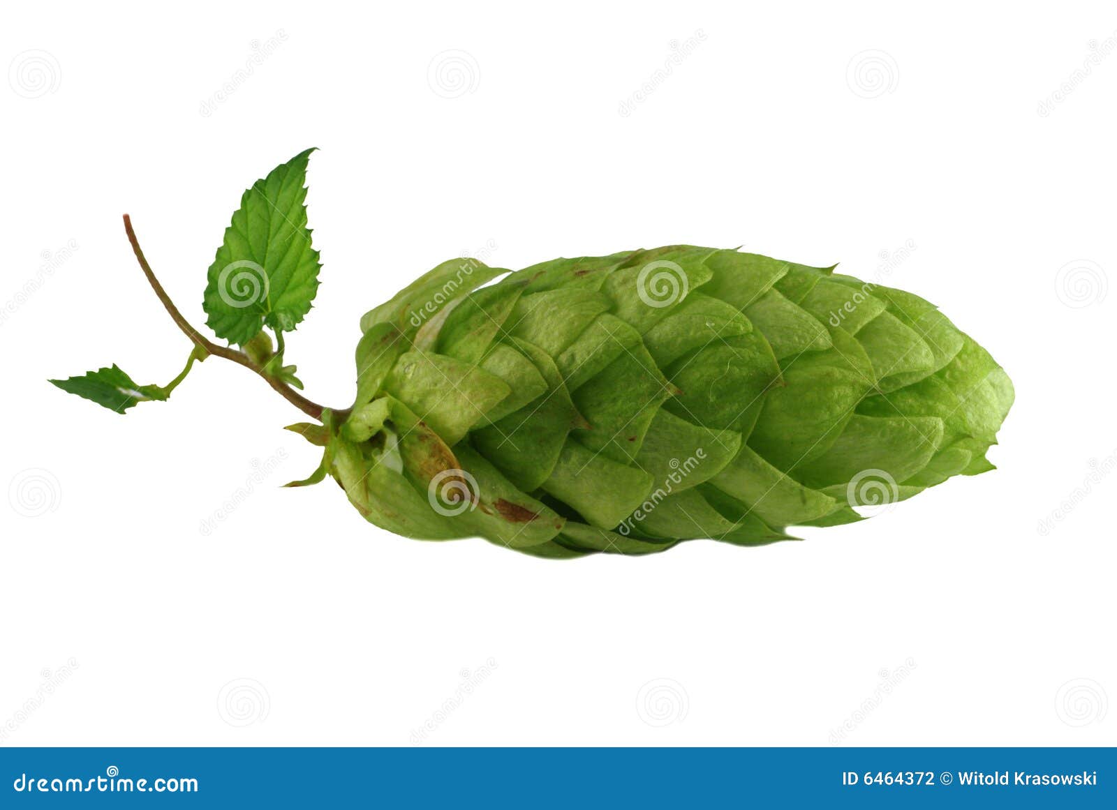 Kotte av flygtur arkivfoto. Bild av isolera, kotte, vitt - 6464372