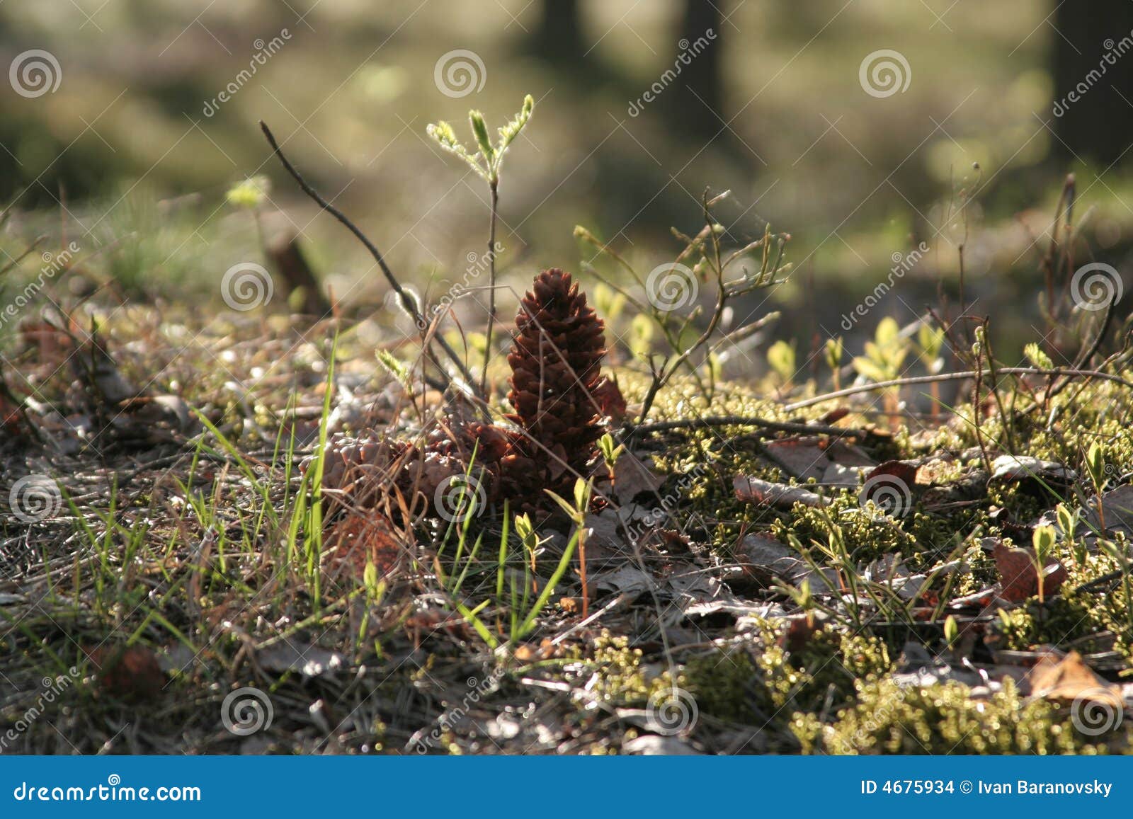 Kotteskog arkivfoto. Bild av kotte, sticka, fnurra, detaljerat - 4675934