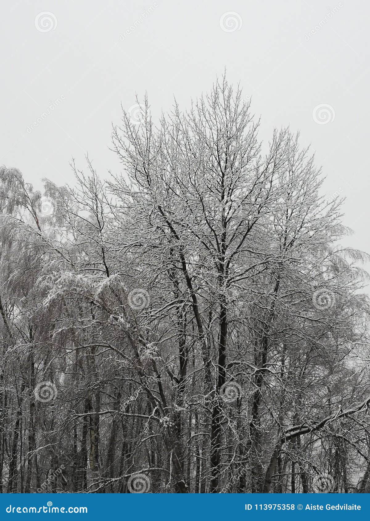 Koude stock foto. Image of koudste, winters, sneeuw - 113975358