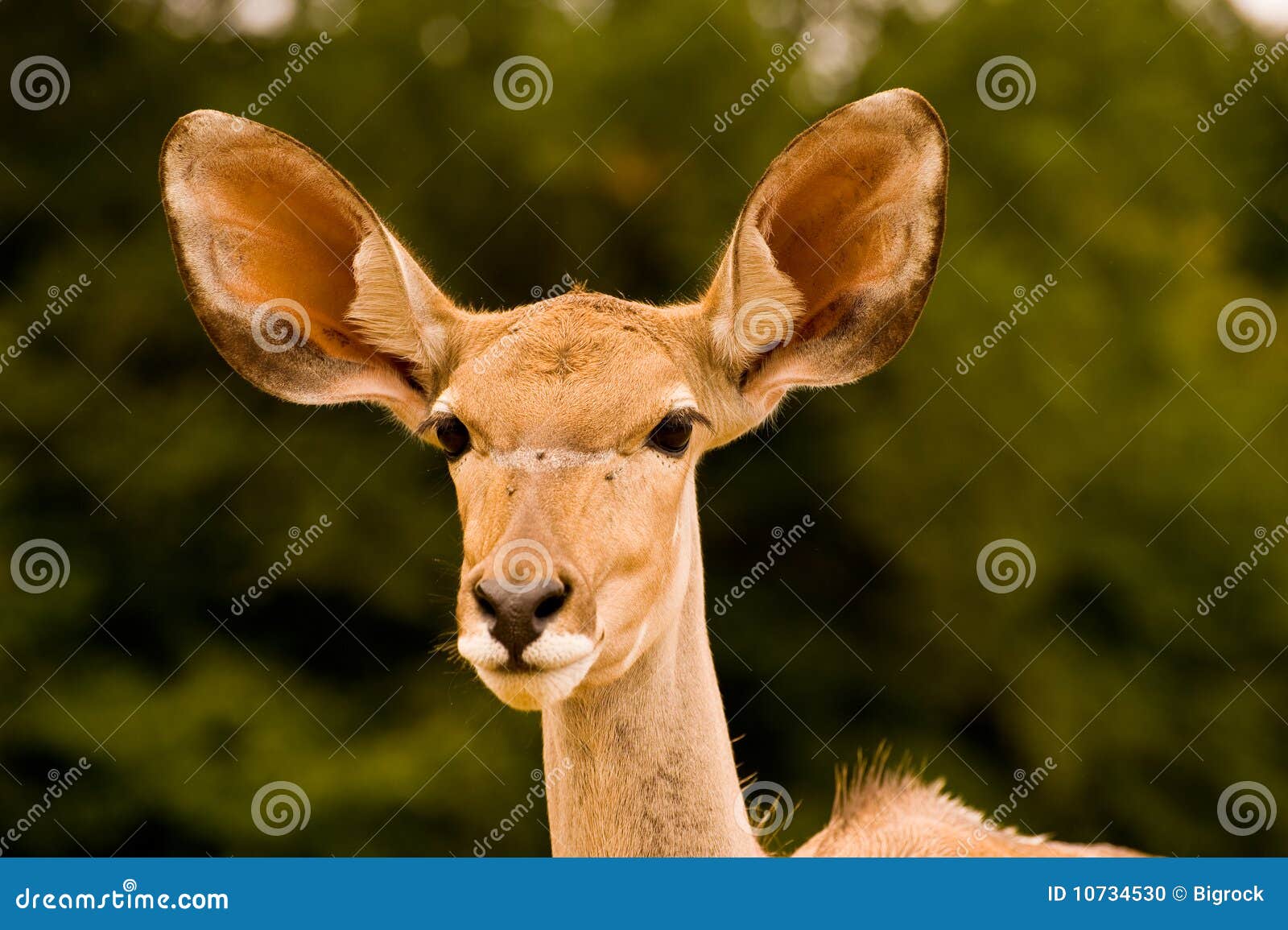 Koudou stock photo. Image of rock, tragelaphus, wild - 10734530