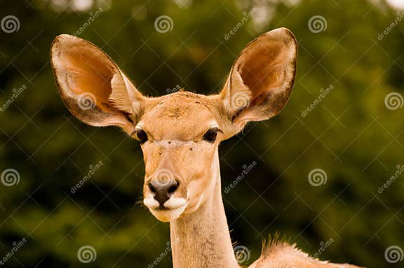 Koudou stock photo. Image of rock, tragelaphus, wild - 10734530