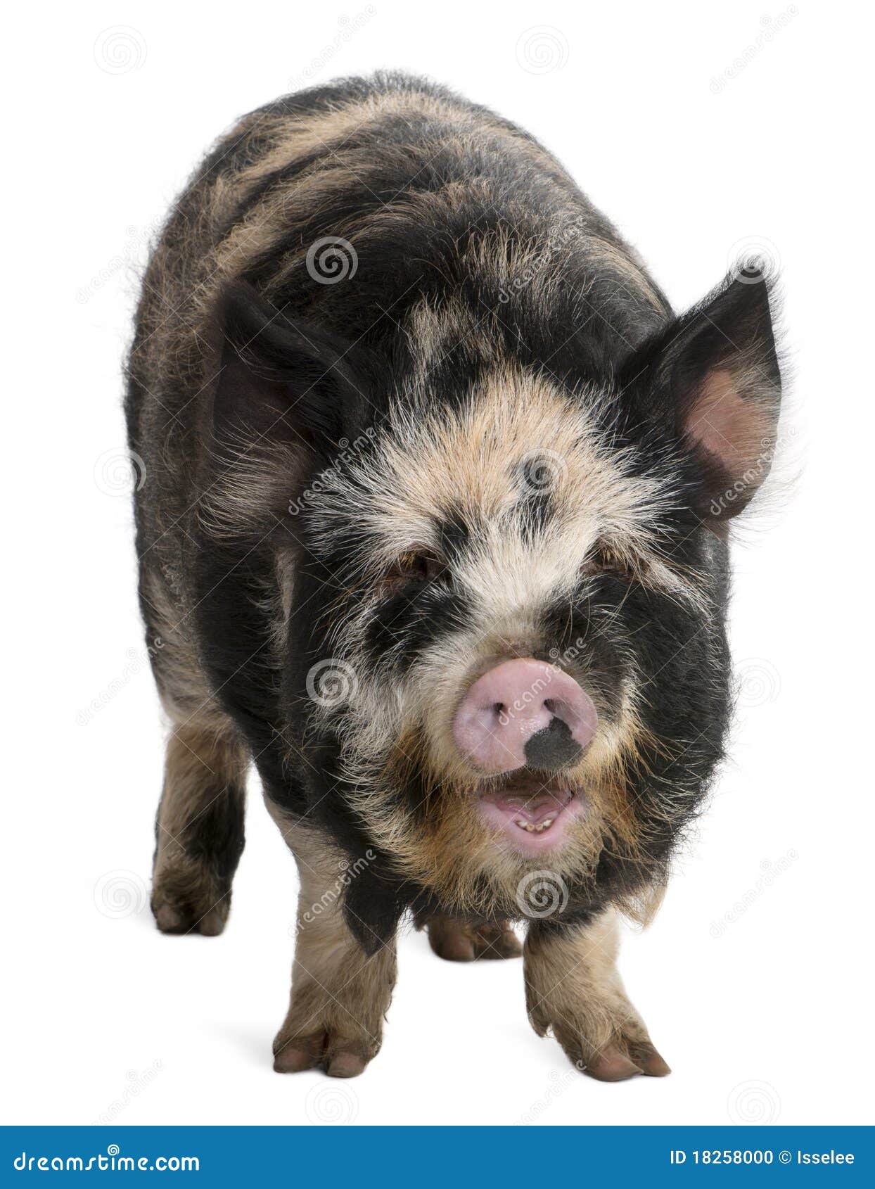 Kounini pig stock photo. Image of shot, length, mammal - 18258000