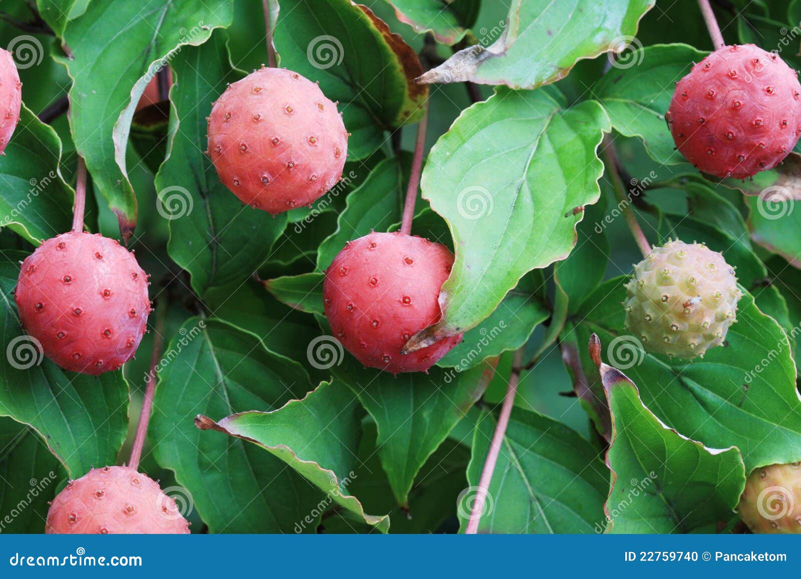 Kousa dogwood fruit stock photo. Image of detail, leaves - 22759740
