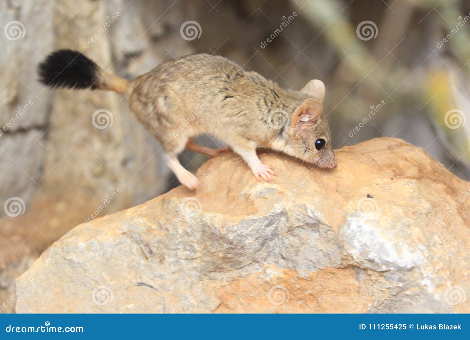 Kowari stock image. Image of dasyuroides, kayer, nature - 111255425