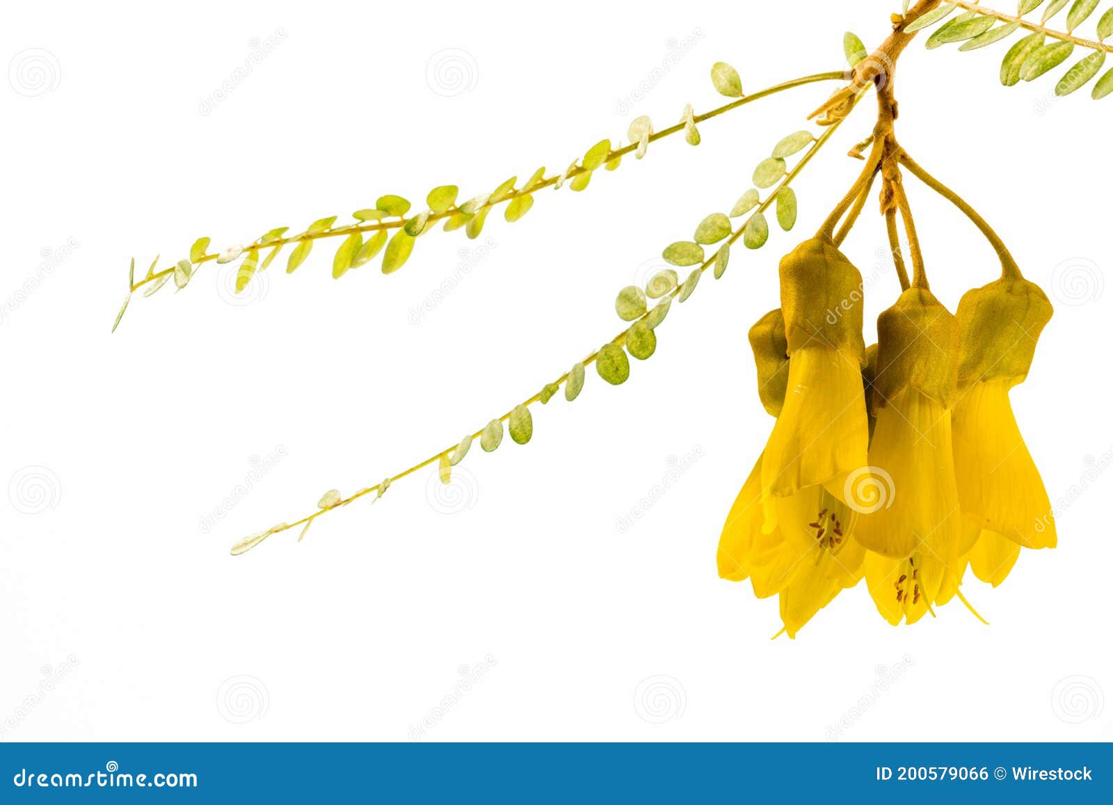 Kowhai Flower Isolated on a White Background Stock Photo - Image of ...