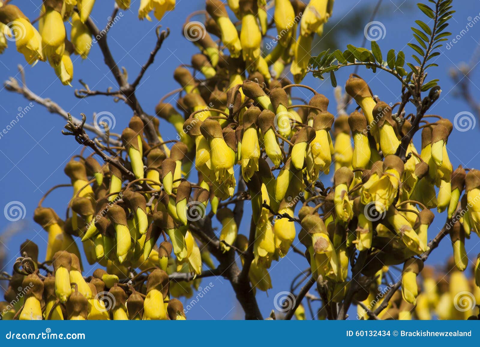 Kowhai Flowers stock photo. Image of color, zealand, spring - 60132434