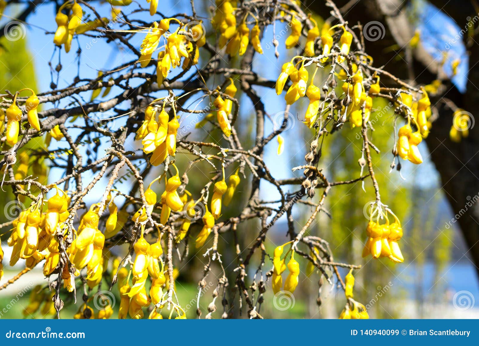 Kowhai tree on bloom stock image. Image of fiordland - 140940099