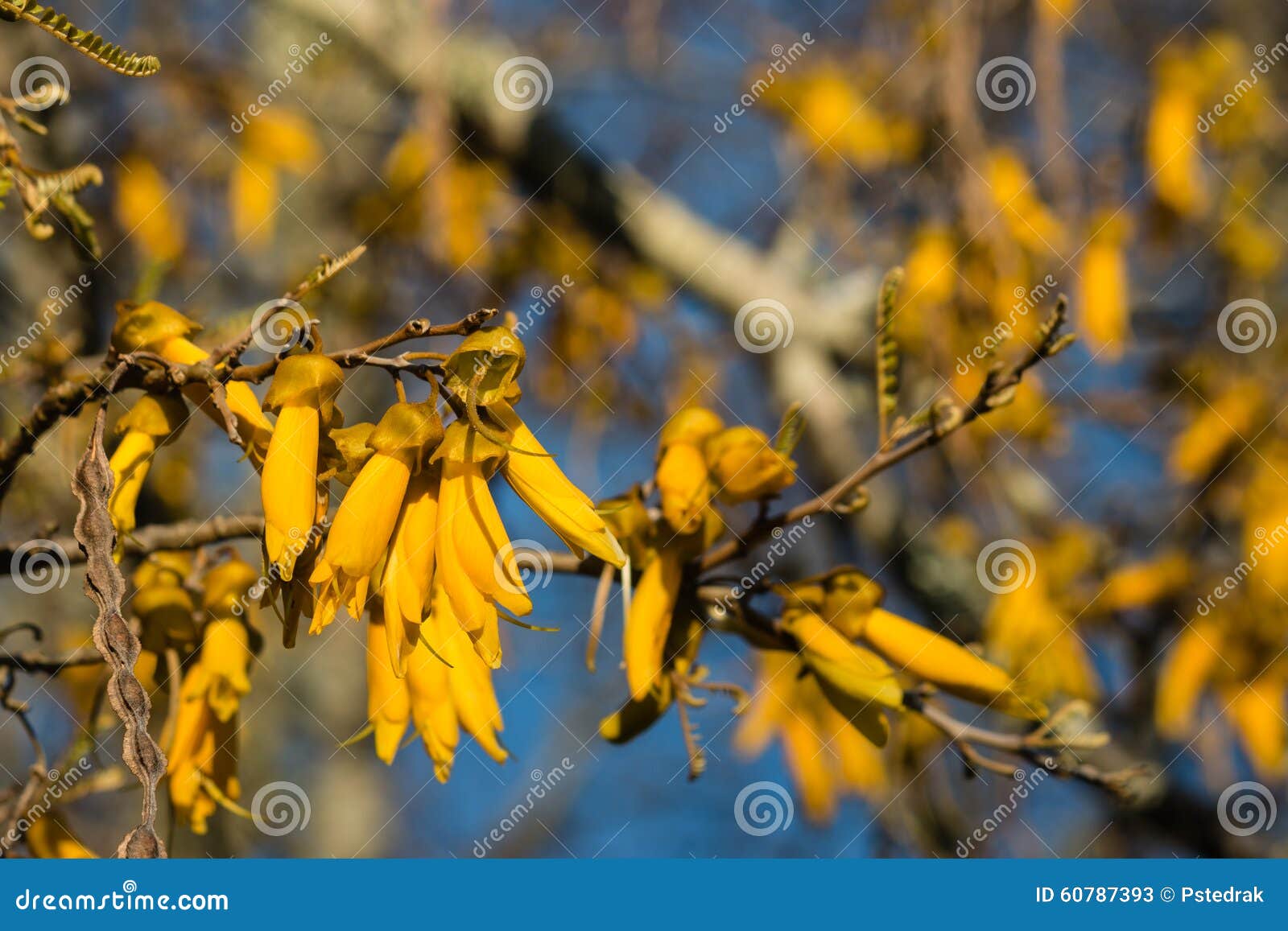 Kowhai tree in bloom stock image. Image of yellow, sophora - 60787393