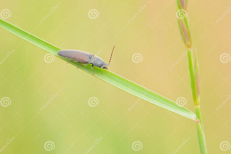 Kowtow bug stock image. Image of natural, beetle, nature - 242656661