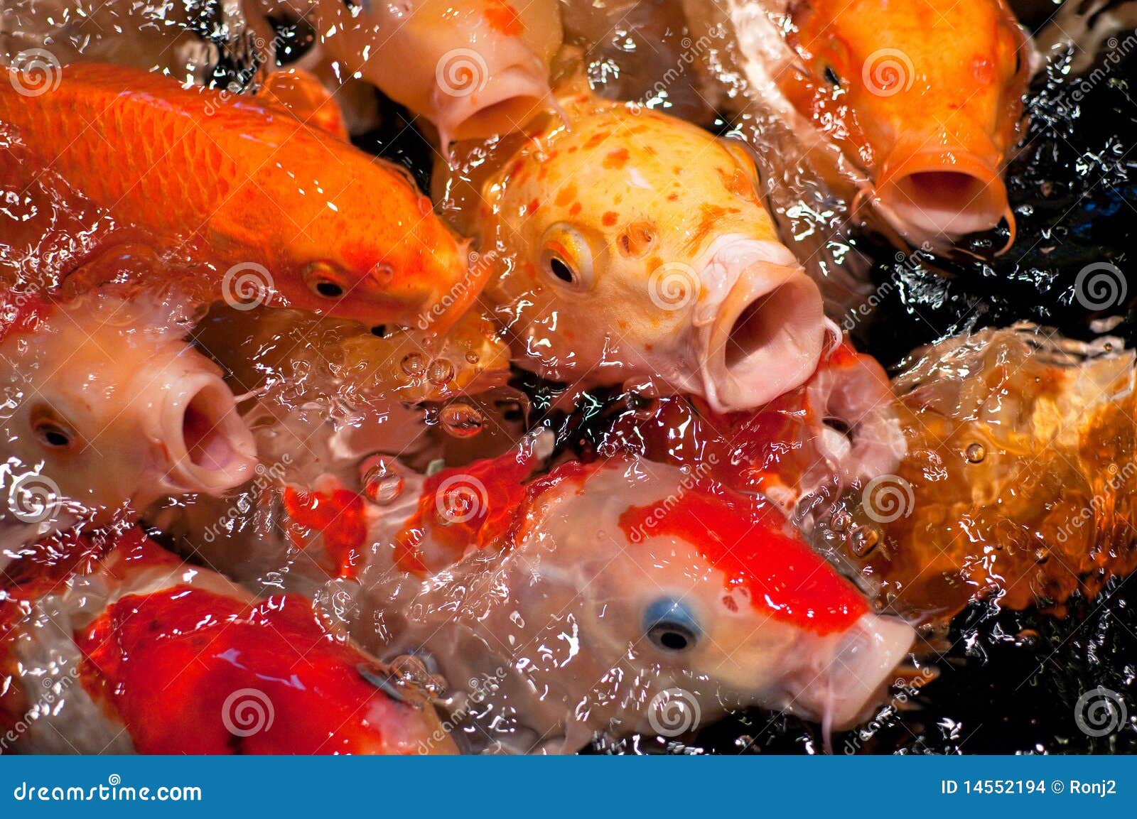 Koy Fish stock photo. Image of yellow, open, hungry, white - 14552194