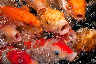 Koy Fish stock photo. Image of yellow, open, hungry, white - 14552194