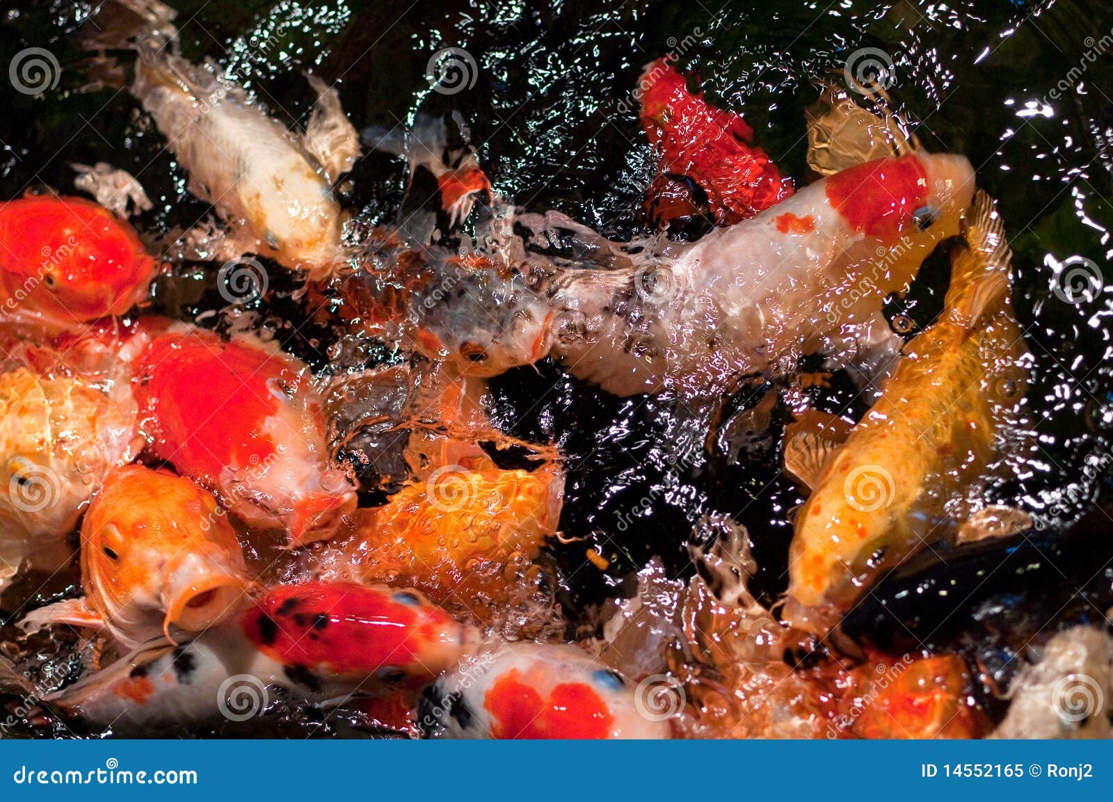 Koy Fish #3 Picture. Image: 14552165