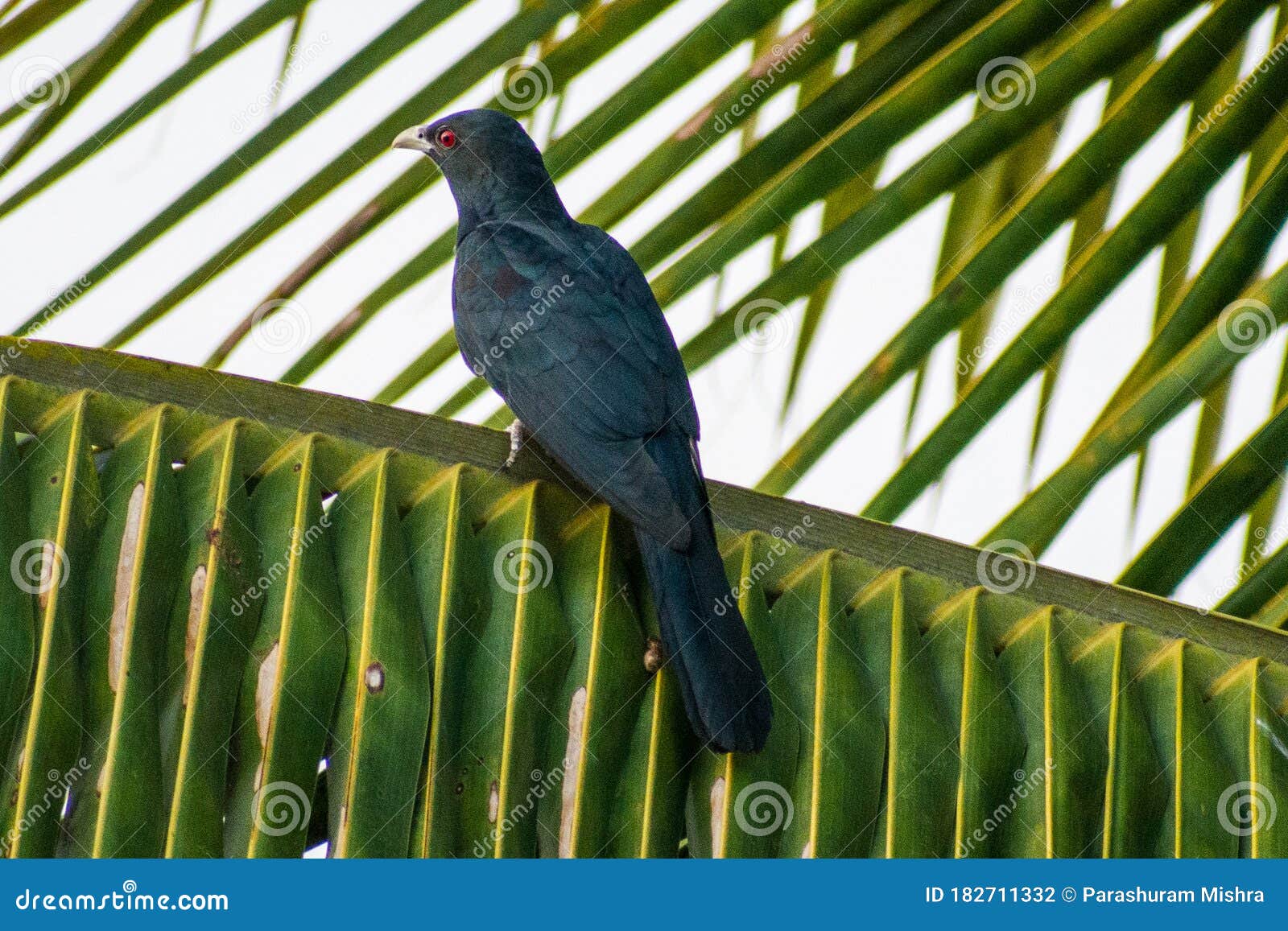 Koyal On A Tree Stock Image | CartoonDealer.com #161604361