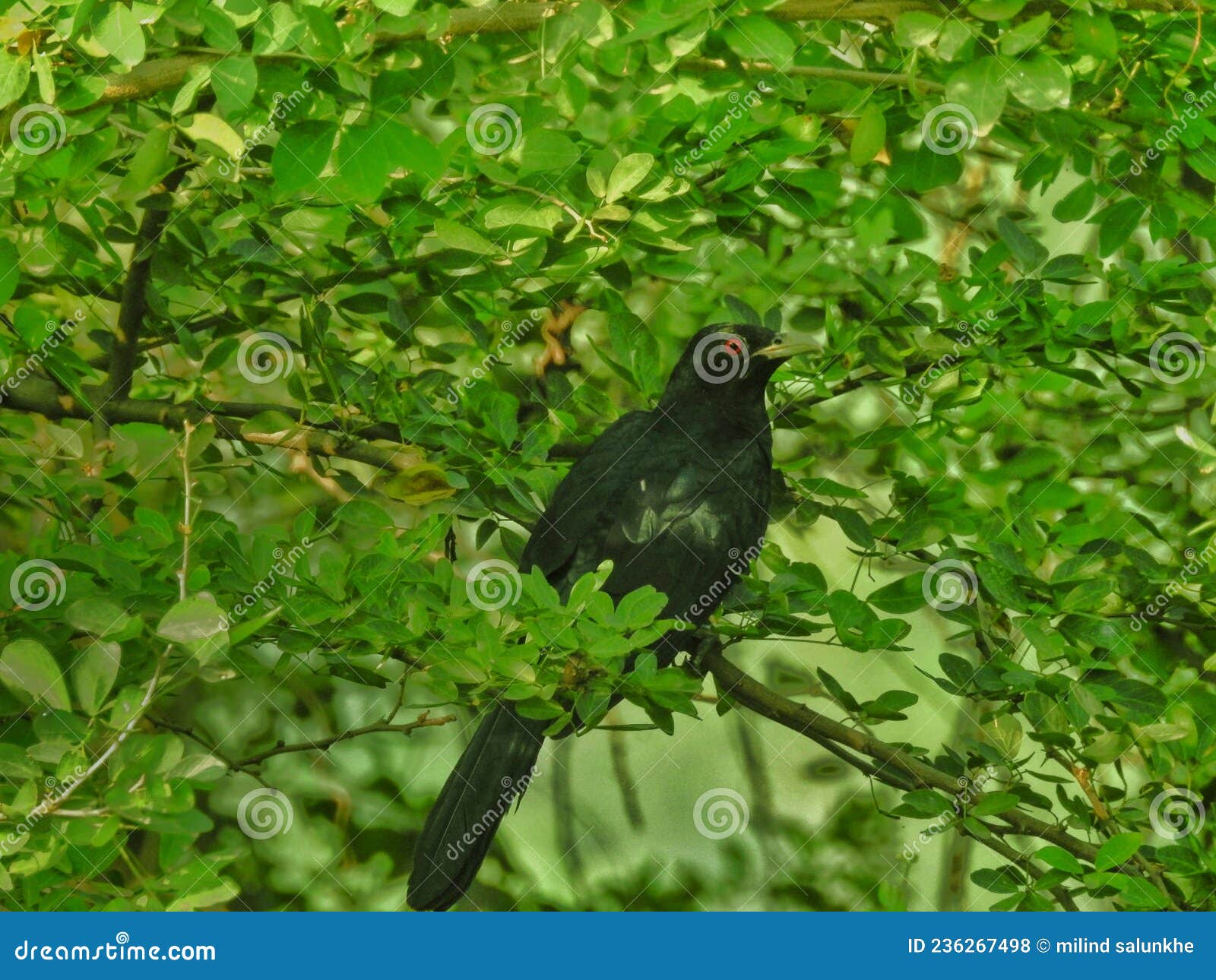 Koyal On A Tree Stock Image | CartoonDealer.com #161604361