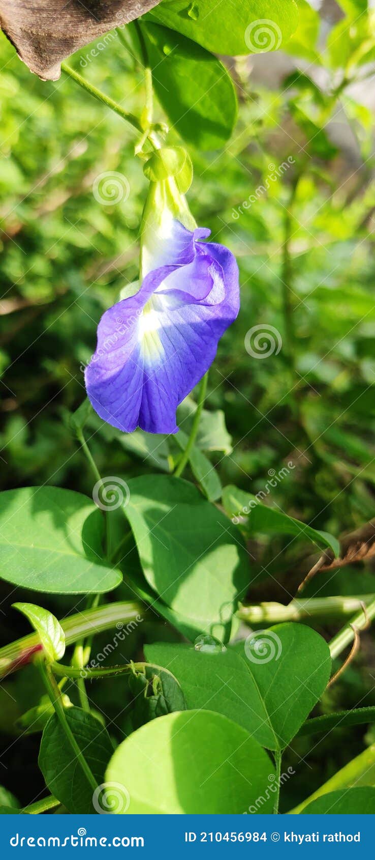Koyal Flower Greenary Leaves Nature Stock Photo - Image of nature ...