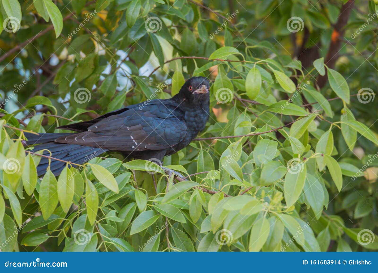 Koyal Perching on a Sandal Tree Stock Photo - Image of cuckoo, koyal ...