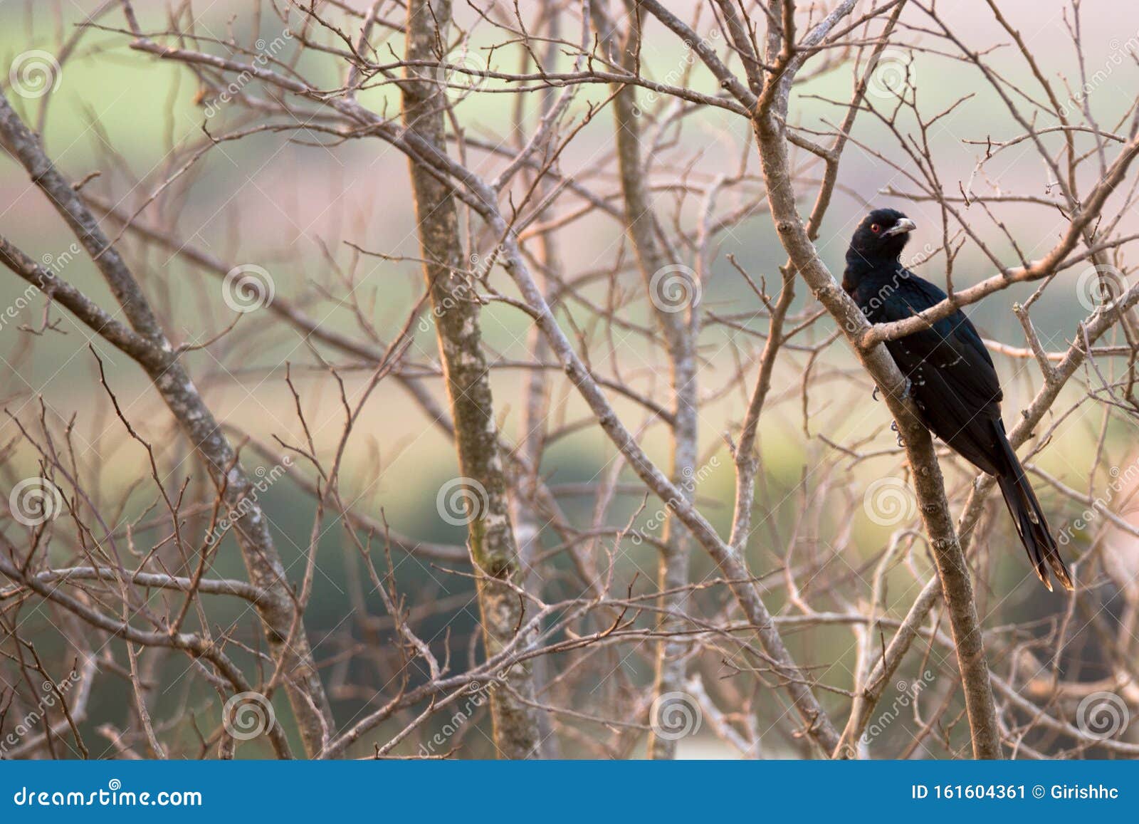 Koyal on a tree stock image. Image of cuckoo, koyal - 161604361