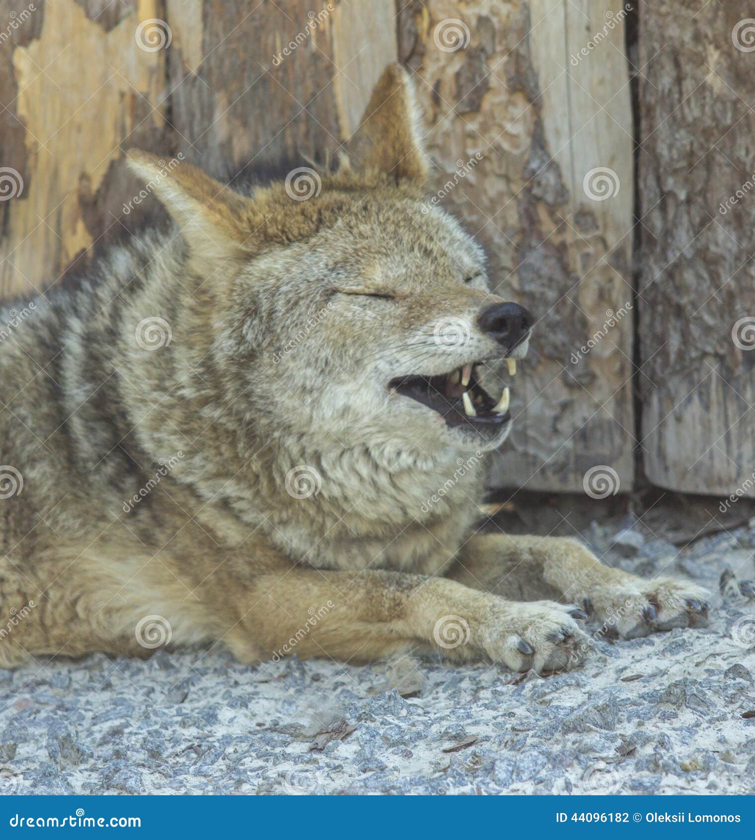 Koyot coyote stock photo. Image of animal, evil, predator - 44096182