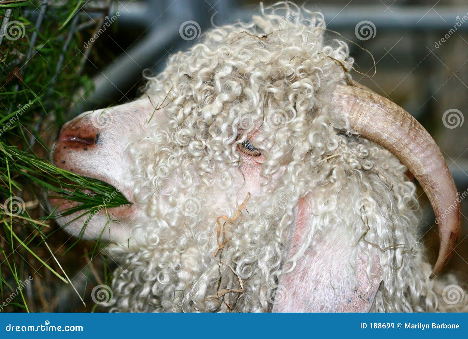 Koza angorska obraz stock. Obraz złożonej z astrologia - 188699