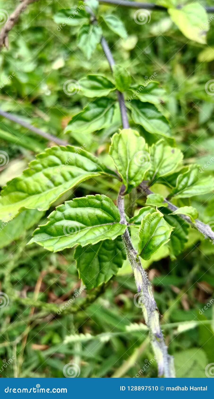 Kpt Natural Tree stock photo. Image of tree, odisha - 128897510