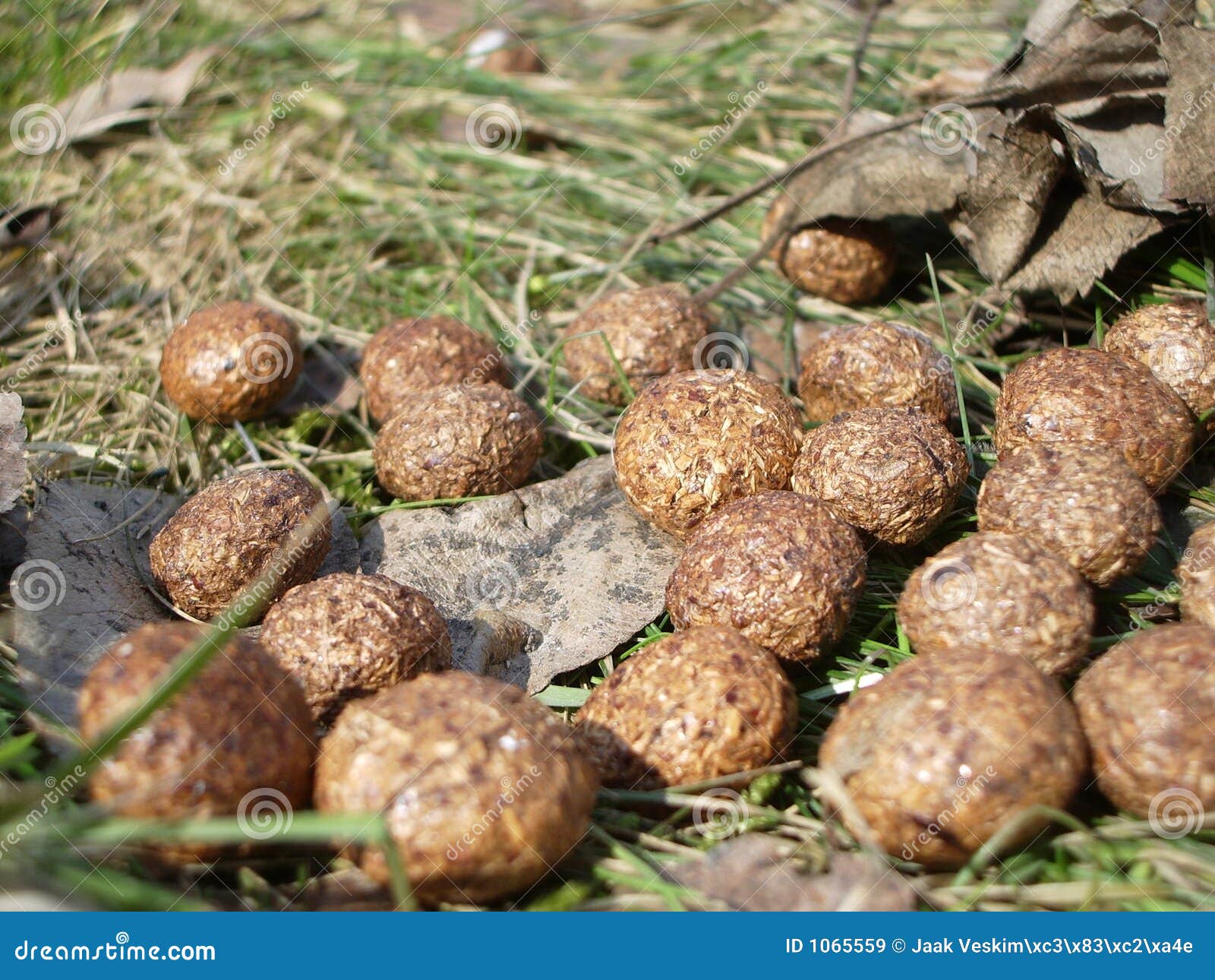 Królik kupy obraz stock. Obraz złożonej z kaku, szoker - 1065559